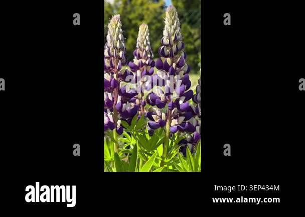 Purple Lupins Blooming in Garden Bed Showcasing Natural Beauty and ...