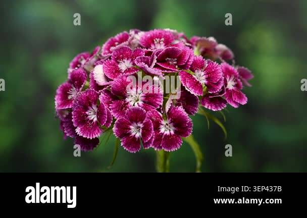 Close-up 4K video of a blooming pink and magenta Sweet William dianthus ...