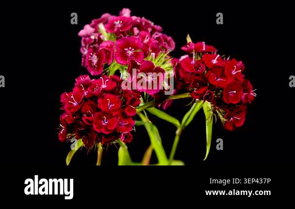 Close-up 4K video of a rich red and burgundy Sweet William dianthus ...