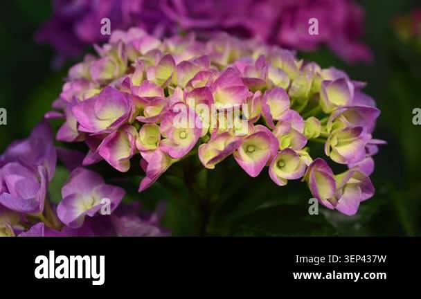 Close-up 4K video of a Vibrant purple hydrangea macrophylla blossoms ...