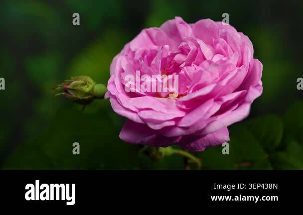 Close-up 4K video of a lush pink rose blossom with fine water droplets ...