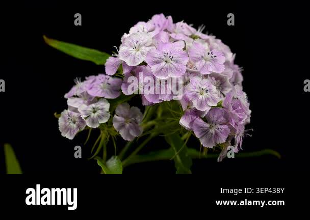 Beautiful purple hydrangea flowers blooming against dark green foliage ...