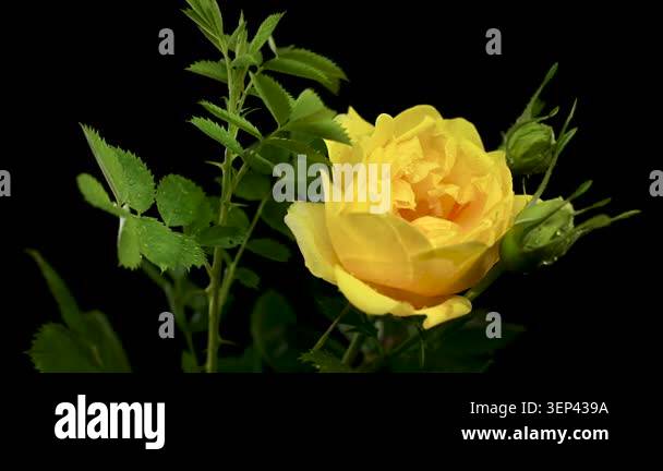 Close-up 4K video of a lush yellow rose in full bloom with green leaves ...