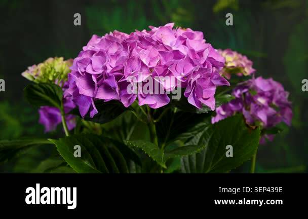 Close-up 4K video of a Vibrant purple hydrangea macrophylla blossoms ...
