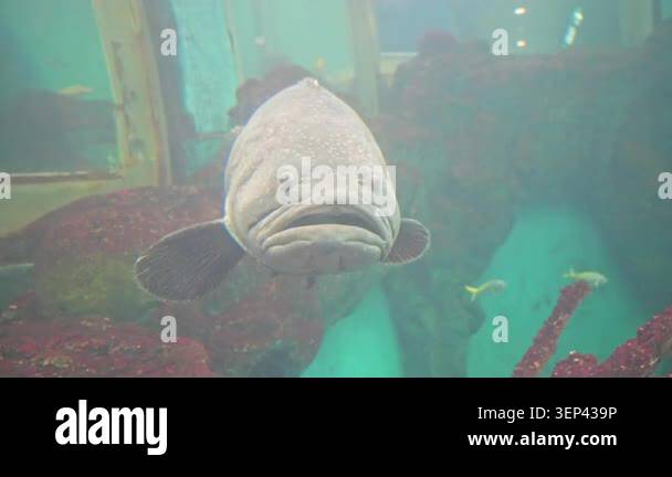 Front view of a large grouper fish looking at the camera with funny ...