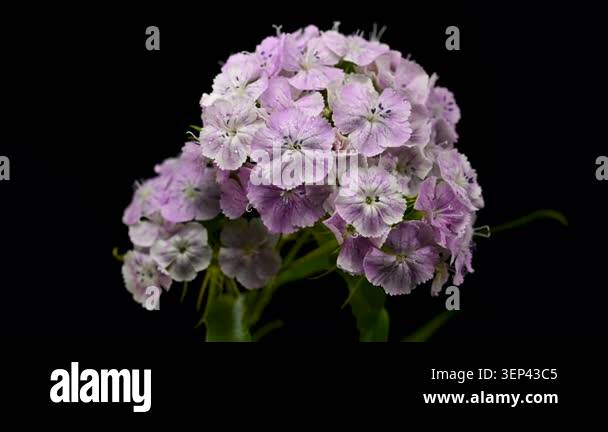 Close-up 4K video of a purple and white Sweet William dianthus flowers ...