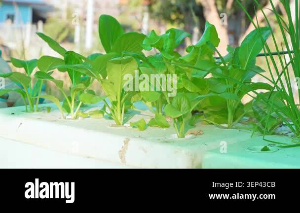 Fresh green organic vegetables growing in white hydroponic foam boxes ...