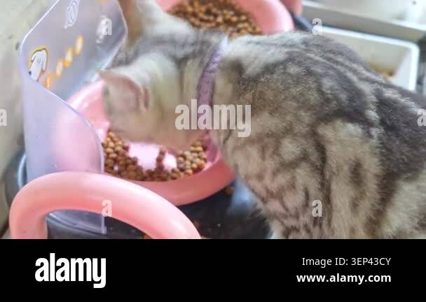 Domestic American Shorthair cat enjoying its kibble at home , Cute ...