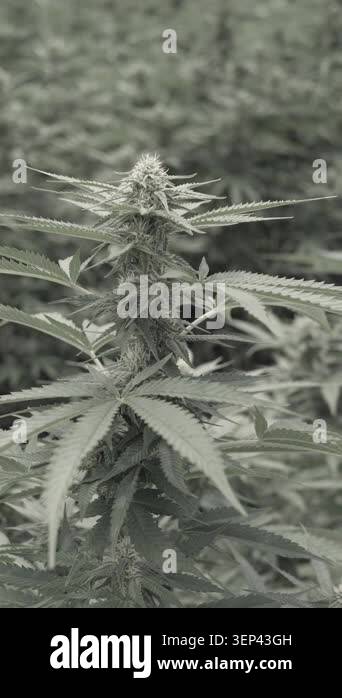 Growing medical marijuana herb with blooming trichome-covered flowers ...