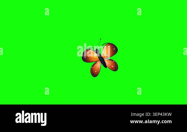 A butterfly flies on green screen Stock Video Footage - Alamy