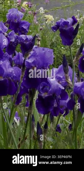 A close-up shot of vibrant purple iris blossoms covered in fresh water ...