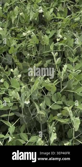A macro shot of fresh green pea plant blossoms covered in clean water ...