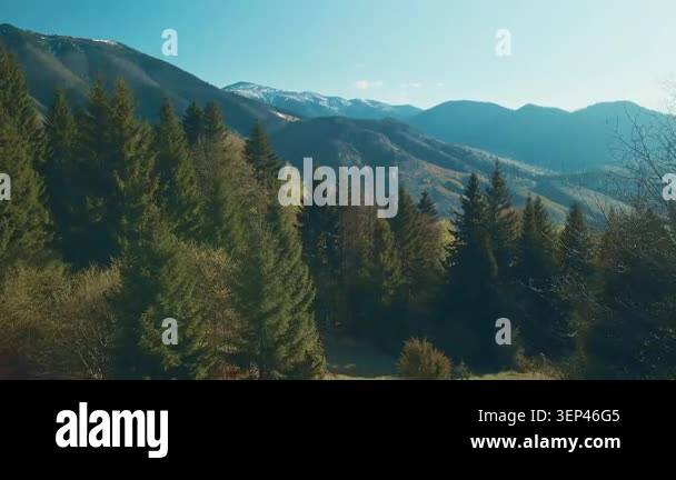 Tatry Fir Forest Overlook Slovakia Tranquil Close Aerial Revealing Pine ...