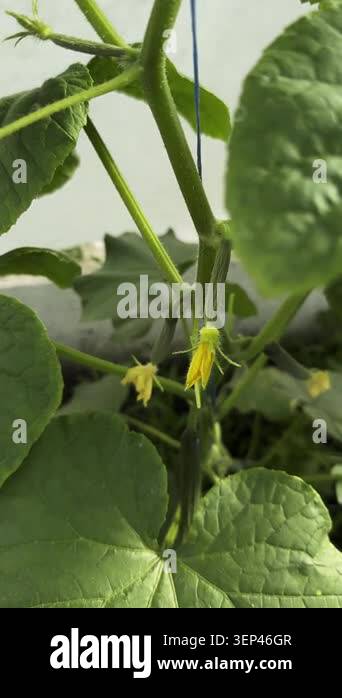 close-up shot of a young, prickly green cucumber growing on a vine ...