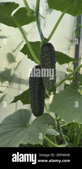 A close-up of a woman's hands harvesting a fresh green cucumber from a ...