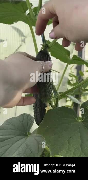 A close-up of a woman's hands harvesting a fresh green cucumber from a ...