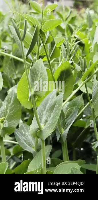 A macro shot of fresh green pea plant blossoms covered in clean water ...