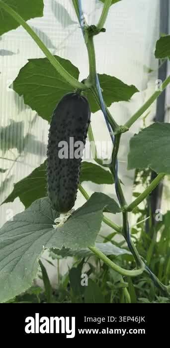 A close-up of a woman's hands harvesting a fresh green cucumber from a ...
