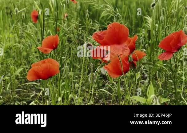 Beautiful vibrant red poppies blooming in a lush green grass field ...