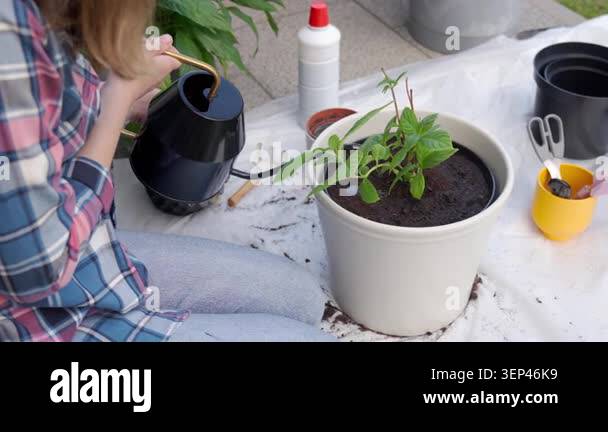 Woman waters a repotted leafy plant in a large pot on a terrace, with ...