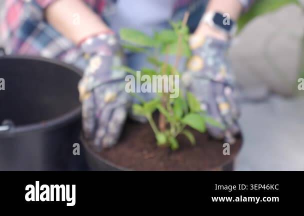 Woman gardener pressing soil in a plant pot while repotting a green ...