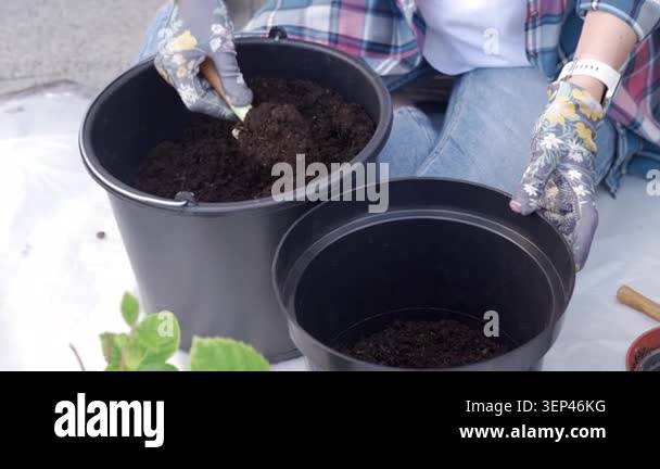 Woman repots plants and adds potting soil to a black flower pot with a ...