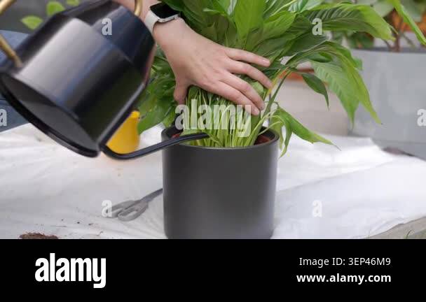 Woman waters a potted plant with a watering can while caring for plants ...