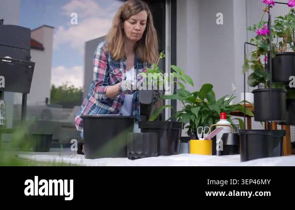 Woman takes a green plant out of a small plastic pot and puts it into a ...