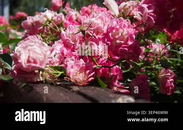 Vibrant pink roses bloom amidst lush green leaves. Soft light ...
