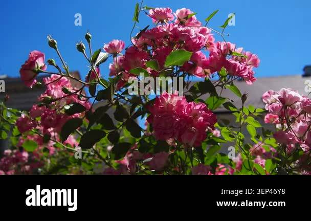 Vibrant pink roses bloom amidst lush green leaves. Soft light ...
