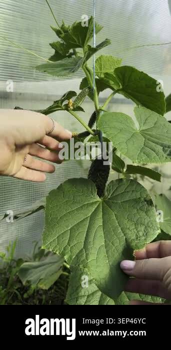A close-up of a woman's hands harvesting a fresh green cucumber from a ...
