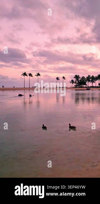 Ducks swimming in a calm lagoon during a pink sunset in Waikiki, Hawaii ...