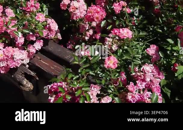Vibrant pink roses bloom amidst lush green leaves. Soft light ...