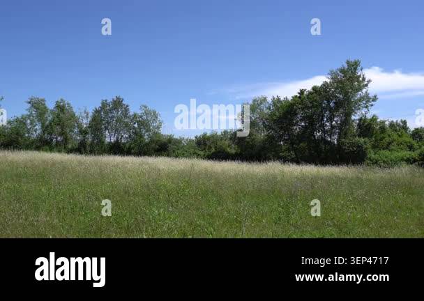 In a rural village backyard field, spring nature scenery Stock Video ...