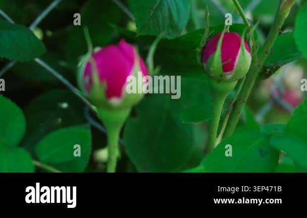 Amazing view of fresh roses in countryside village yard Stock Video ...