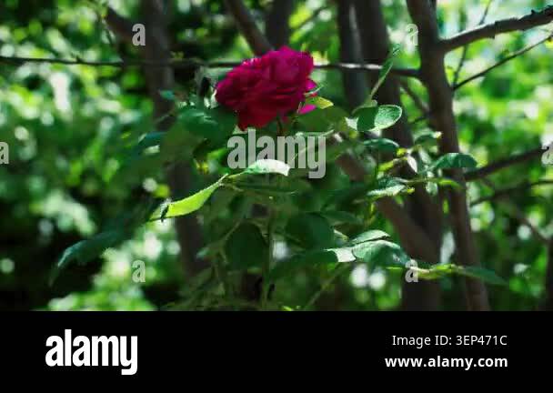 Amazing view of fresh roses in countryside village yard Stock Video ...