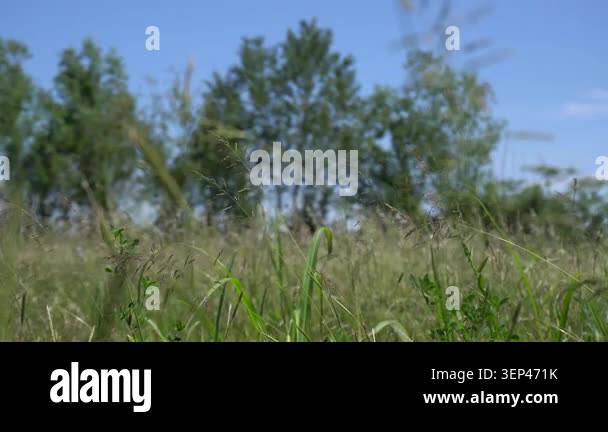 In a rural village backyard field, spring nature scenery Stock Video ...