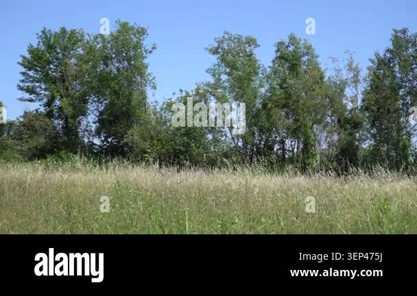 In a rural village backyard field, spring nature scenery Stock Video ...