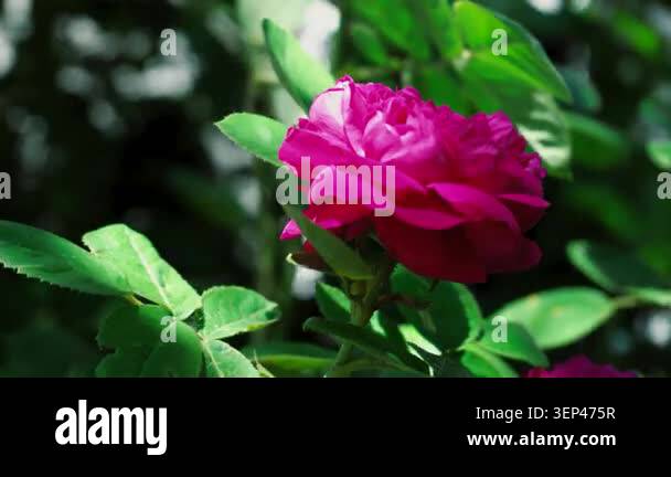 Amazing view of fresh roses in countryside village yard Stock Video ...