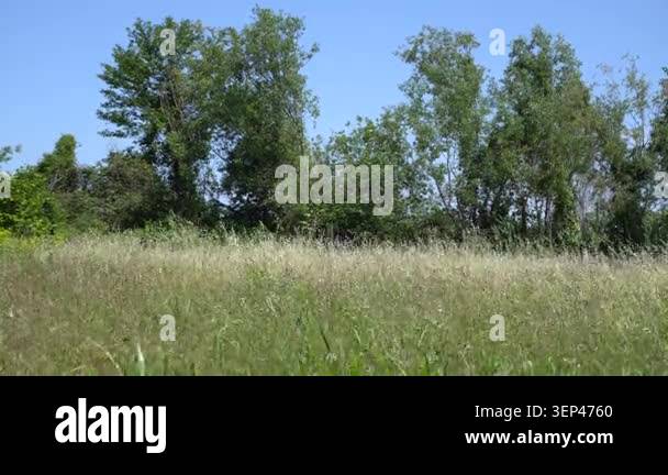 In a rural village backyard field, spring nature scenery Stock Video ...