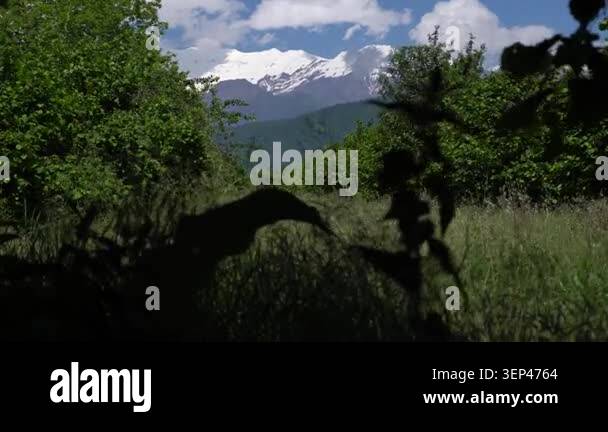 In a rural village backyard field, spring nature scenery Stock Video ...
