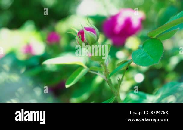 Amazing view of fresh roses in countryside village yard Stock Video ...