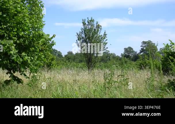 In a rural village backyard field, spring nature scenery Stock Video ...