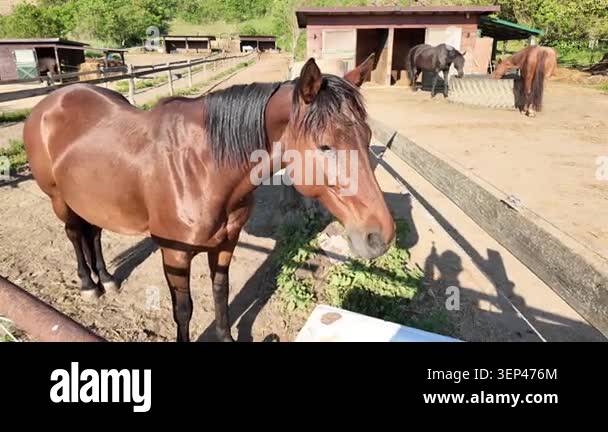 Brown horse grazing in a sunny farmyard with stables and other horses ...