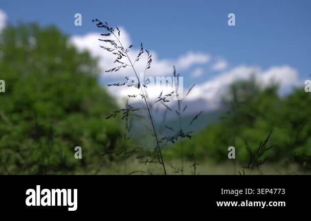 In a rural village backyard field, spring nature scenery Stock Video ...