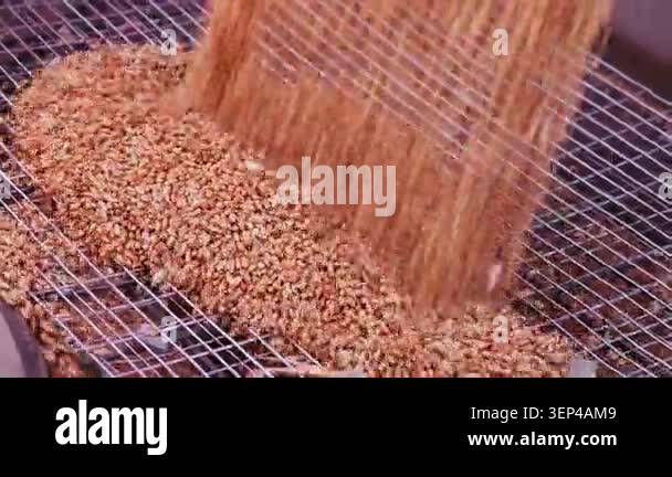 Macro view of treated wheat seed flowing into seeding equipment ...