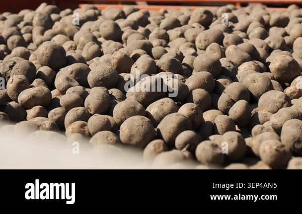 Freshly harvested potatoes collected during agricultural processing ...