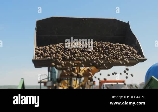 Seed potatoes are loaded into planting machinery before field ...