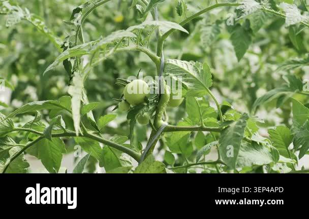 Young green tomatoes developing on vine inside a greenhouse. Healthy ...