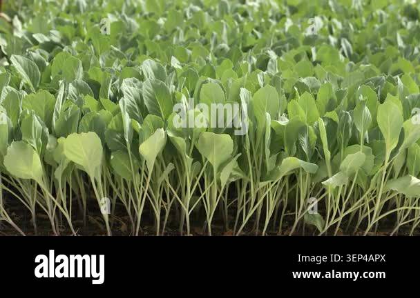 Young cabbage seedlings growing in greenhouse trays before ...
